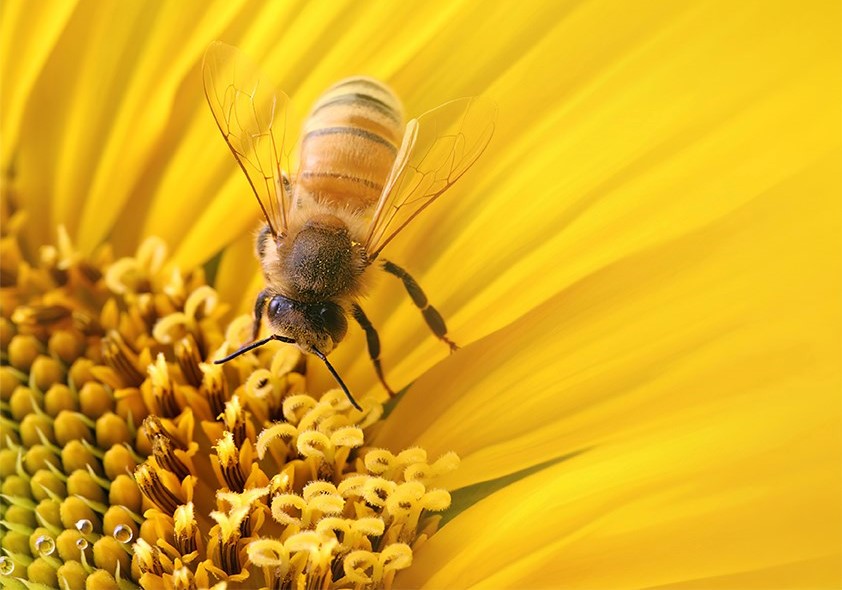 Život včiel | Trenčín región